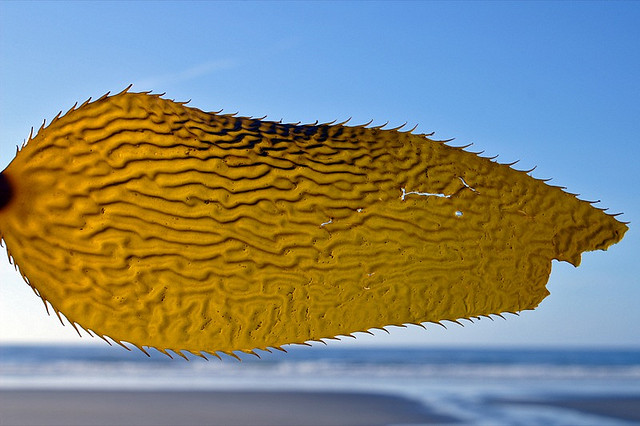 Is This Fossilized Seaweed? - Fossil ID - The Fossil Forum
