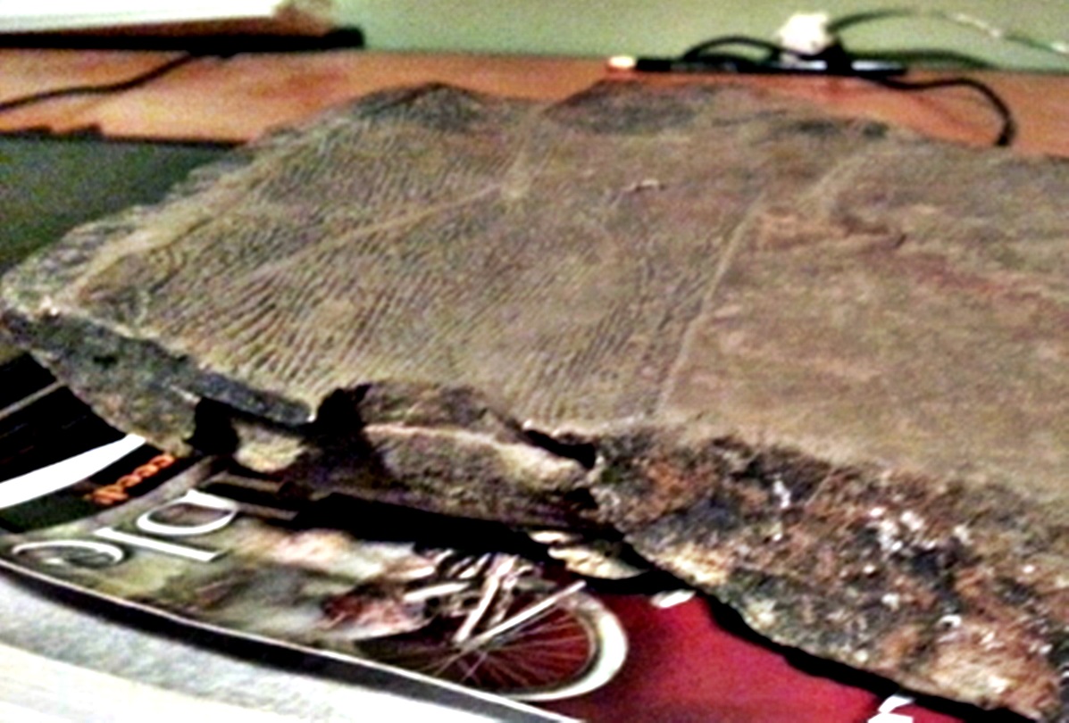 Is This Fossilized Seaweed? - Fossil ID - The Fossil Forum