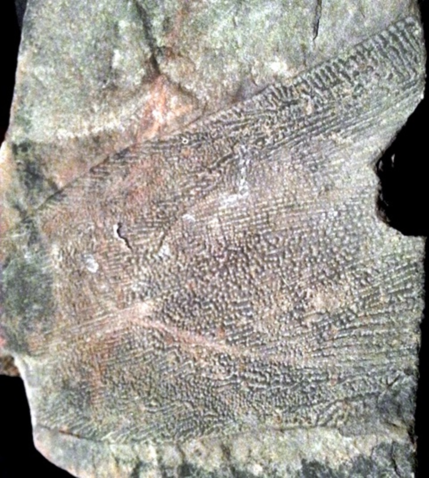 Is This Fossilized Seaweed? - Fossil ID - The Fossil Forum