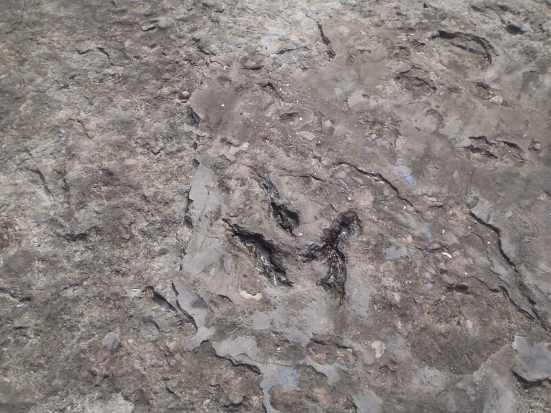 Triassic Tracks In Culpeper - Fossil Hunting Trips - The Fossil Forum