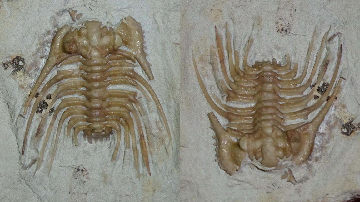 June 2015 Invertebrate / Plant Find Of The Month - Fossil of the Month ...