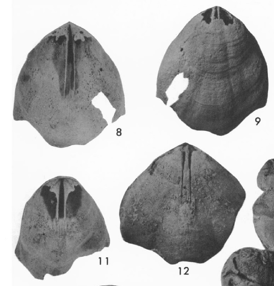 Fossil Hill Pentamerids - General Fossil Discussion - The Fossil Forum