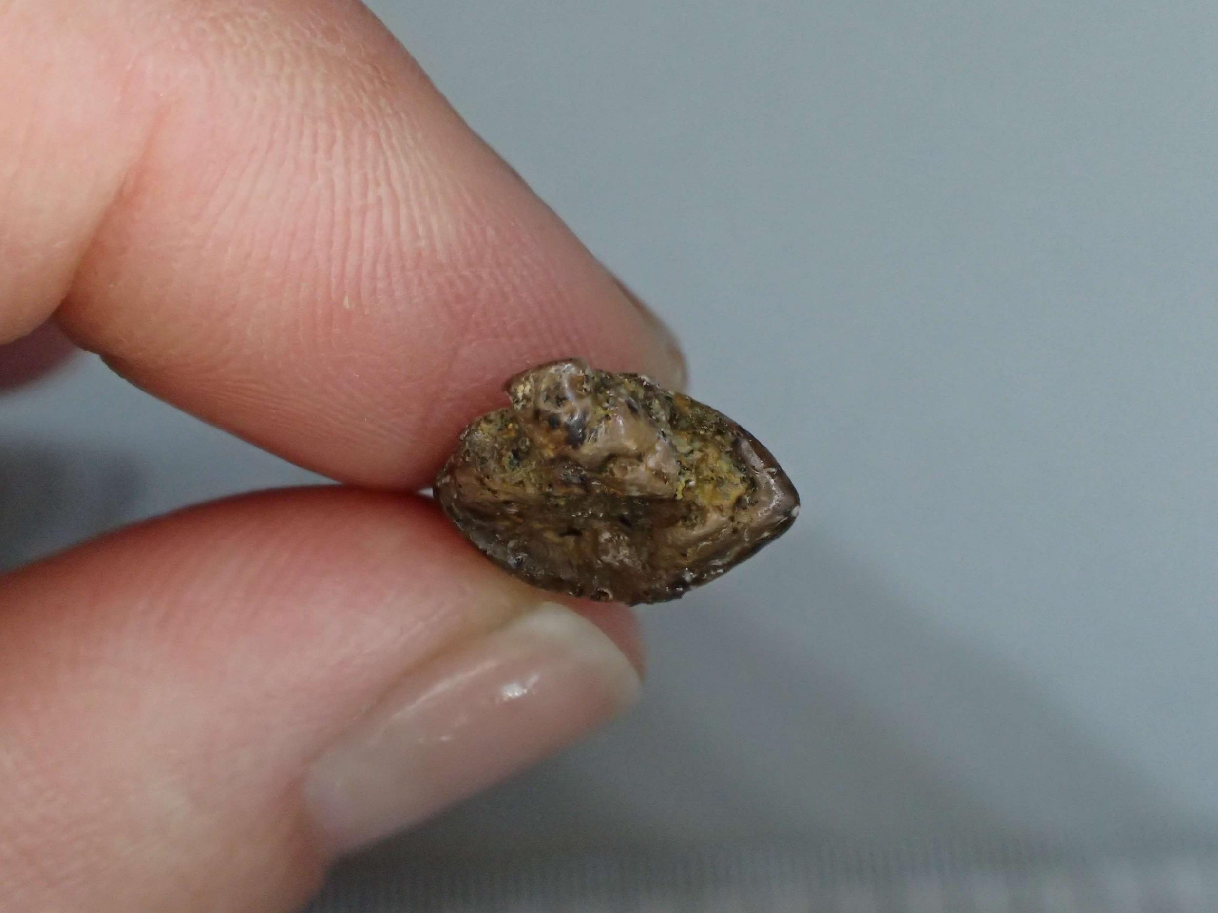 2nd predator dinosaur tooth from Lance Creek formation - Fossil ID ...
