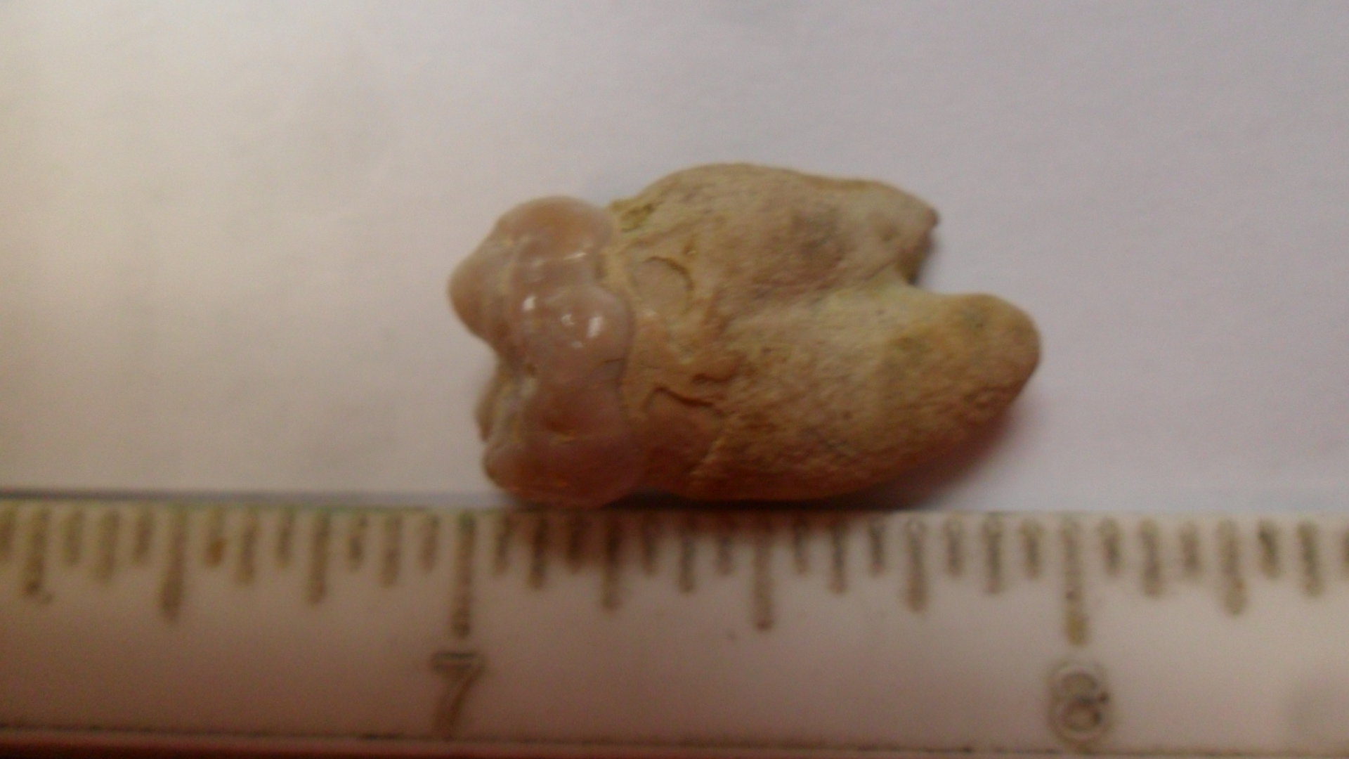 Miocene mystery bone - Fossil ID - The Fossil Forum