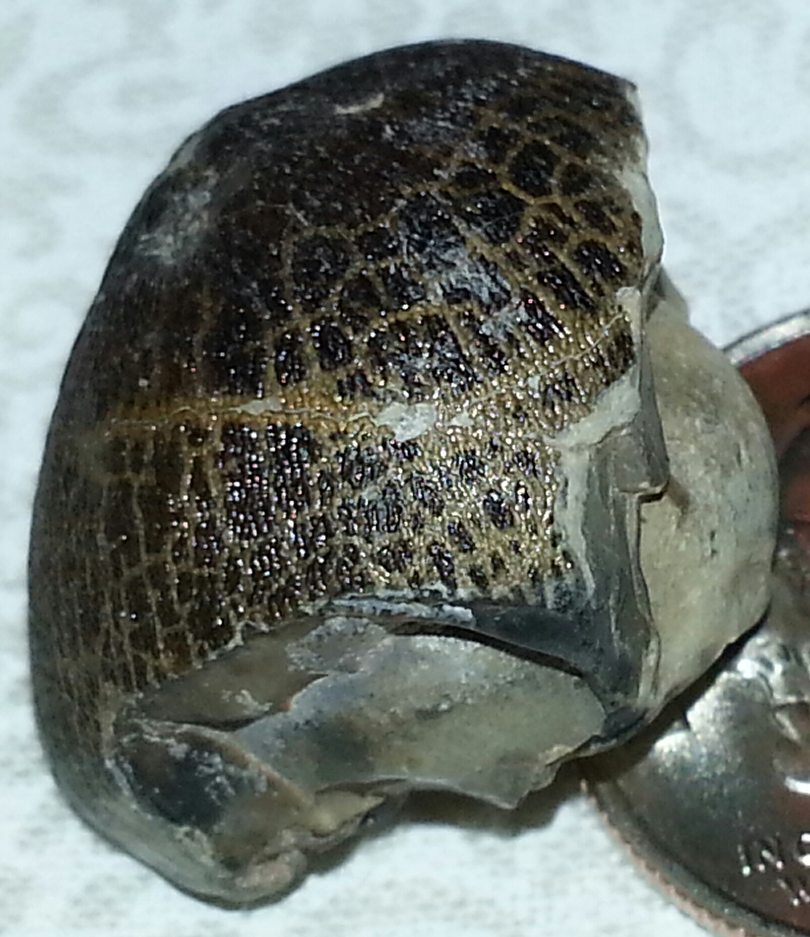 fossilized petrified nut of unknown - Fossil ID - The Fossil Forum