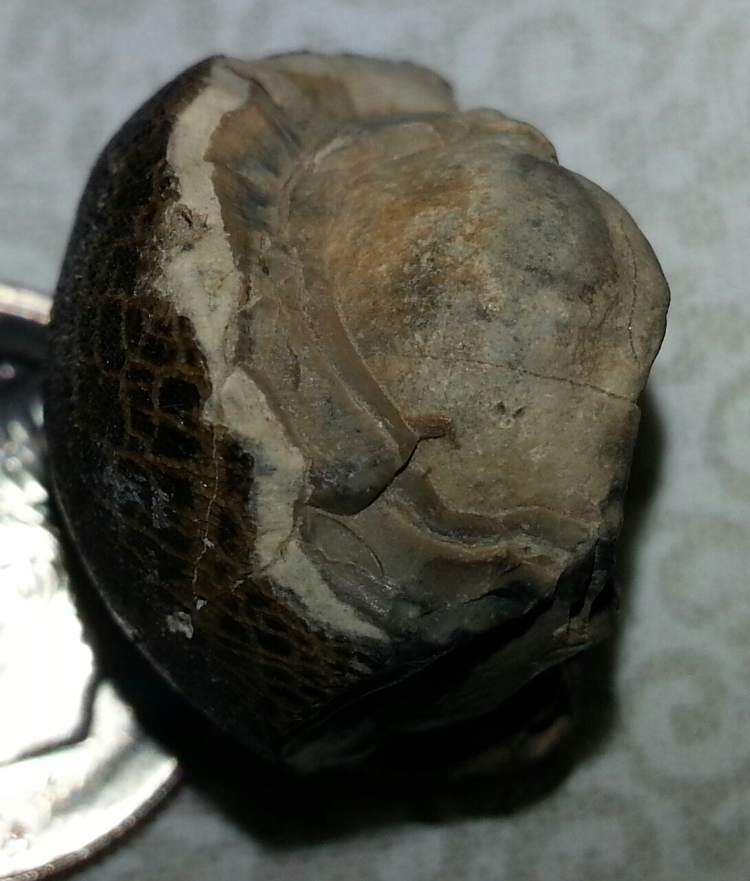 fossilized petrified nut of unknown - Fossil ID - The Fossil Forum