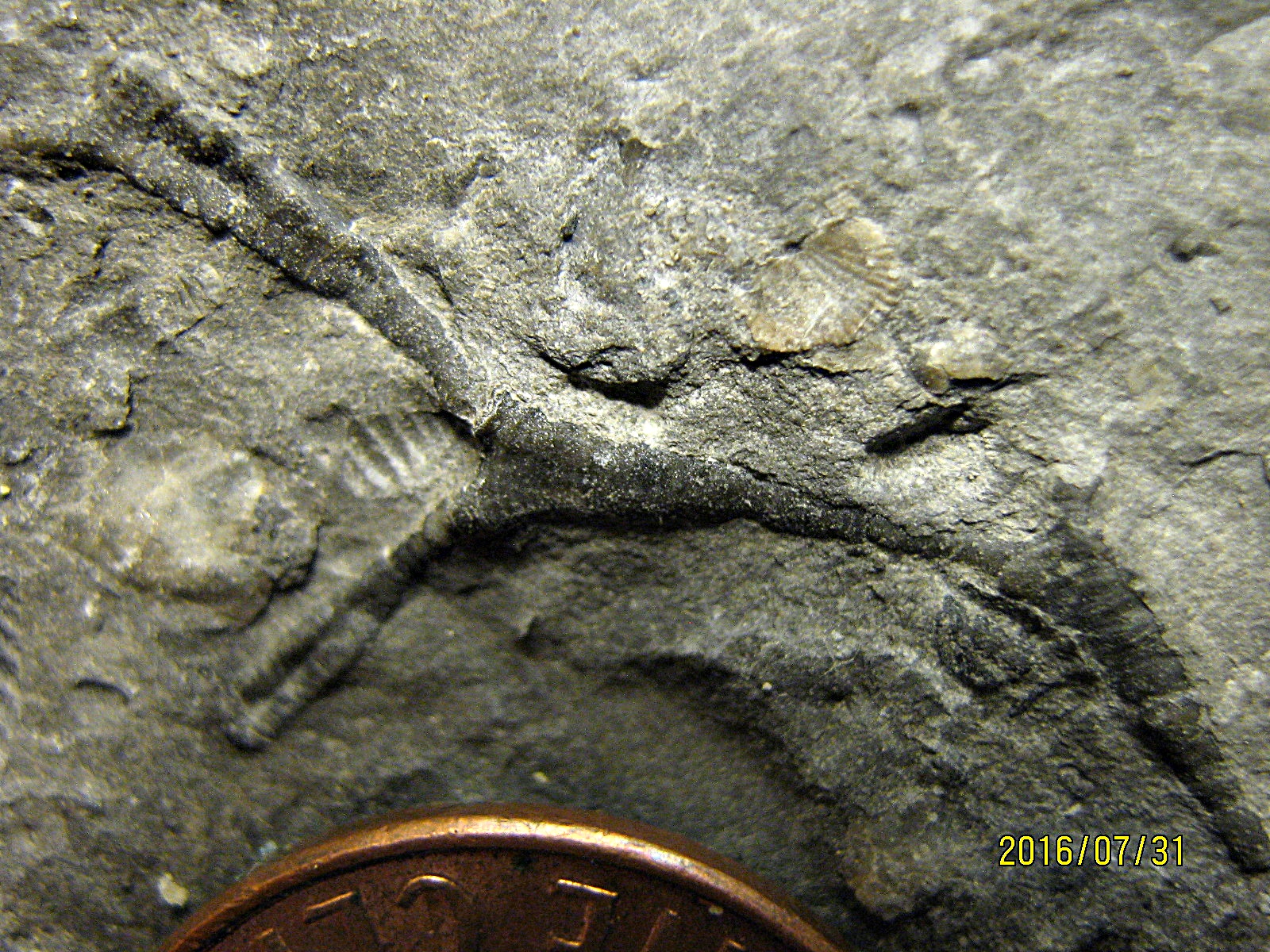 Devonian Bryozoan or Tabulate Coral from Smokes Creek - Fossil ID - The ...