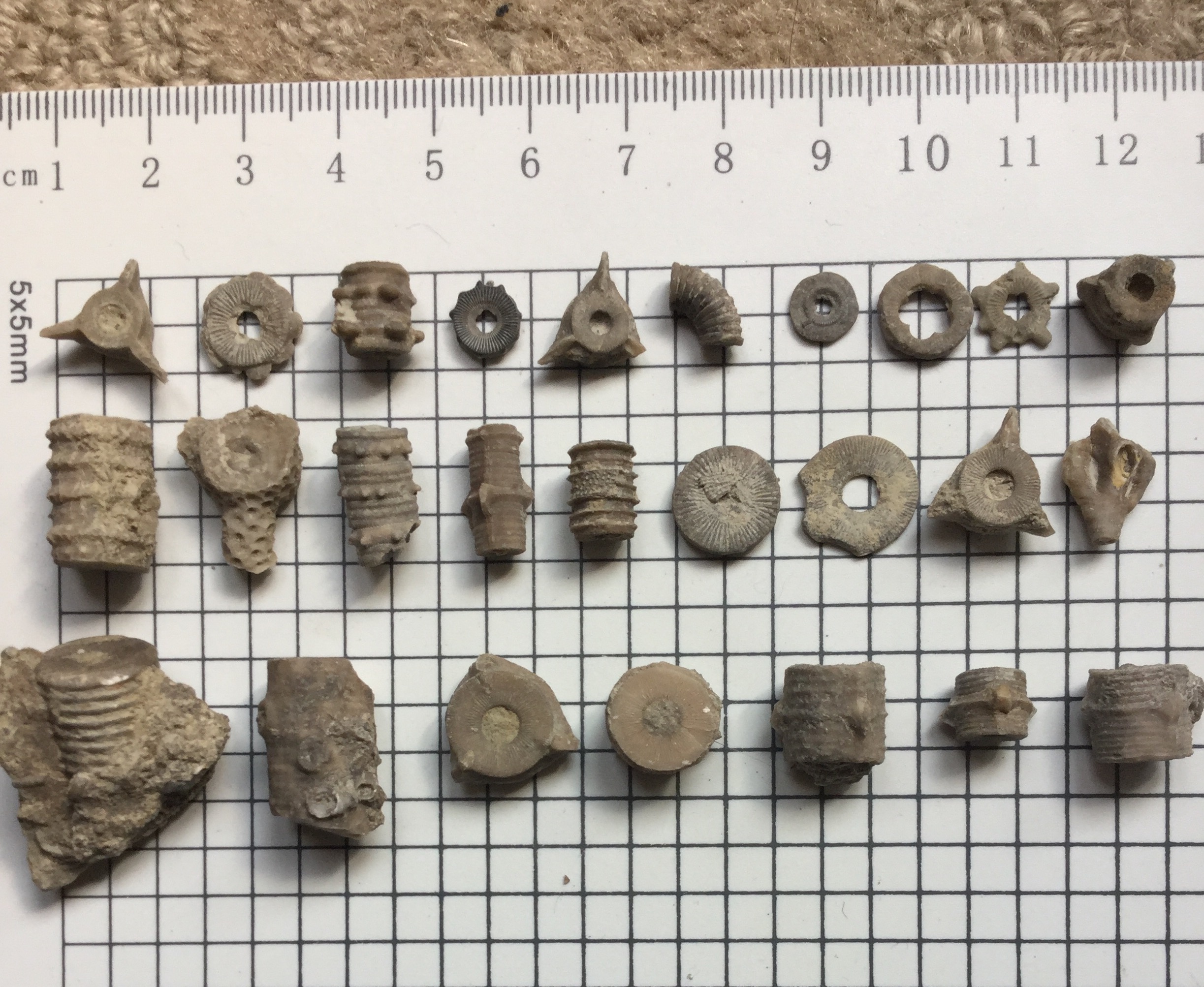 Tiny fossil crinoid segments? - Fossil ID - The Fossil Forum
