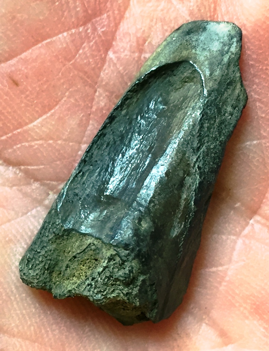 New Jersey Cretaceous - Fossil ID - The Fossil Forum