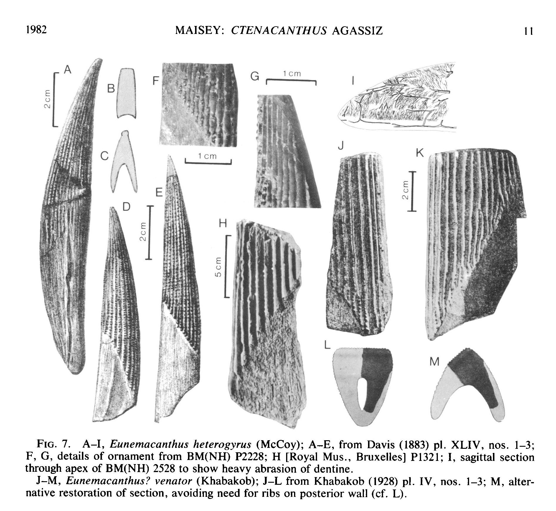 The Ludlow bone bed fossil i.d. help needed please. - Fossil ID - The ...