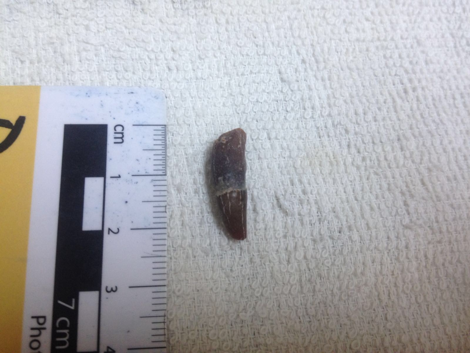 Dolphin tooth? - Fossil ID - The Fossil Forum