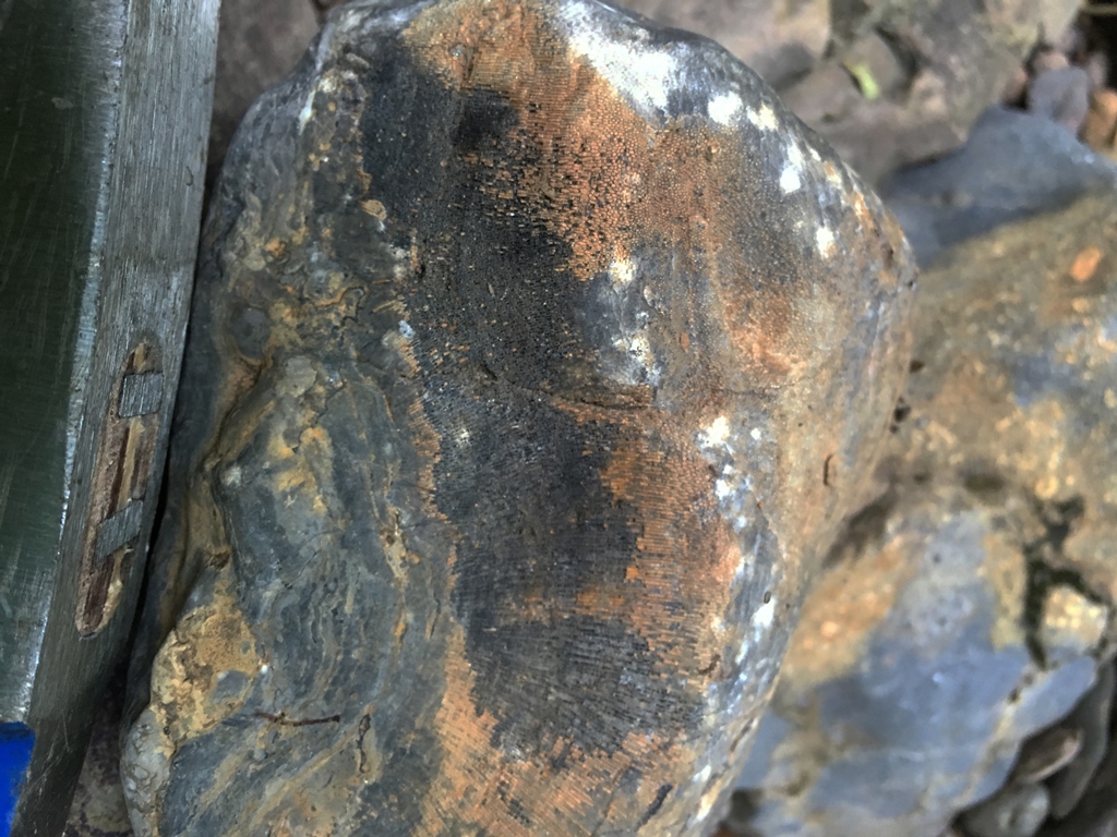 ID? - Fossil ID - The Fossil Forum