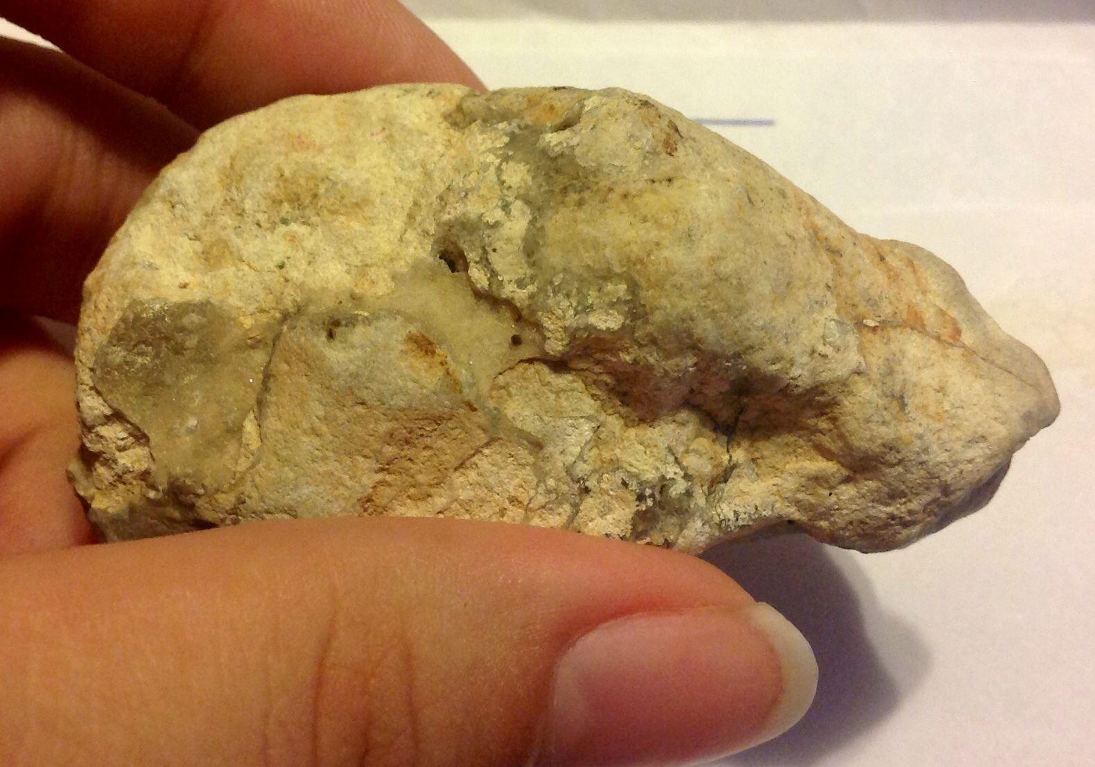 What is this? - Fossil ID - The Fossil Forum