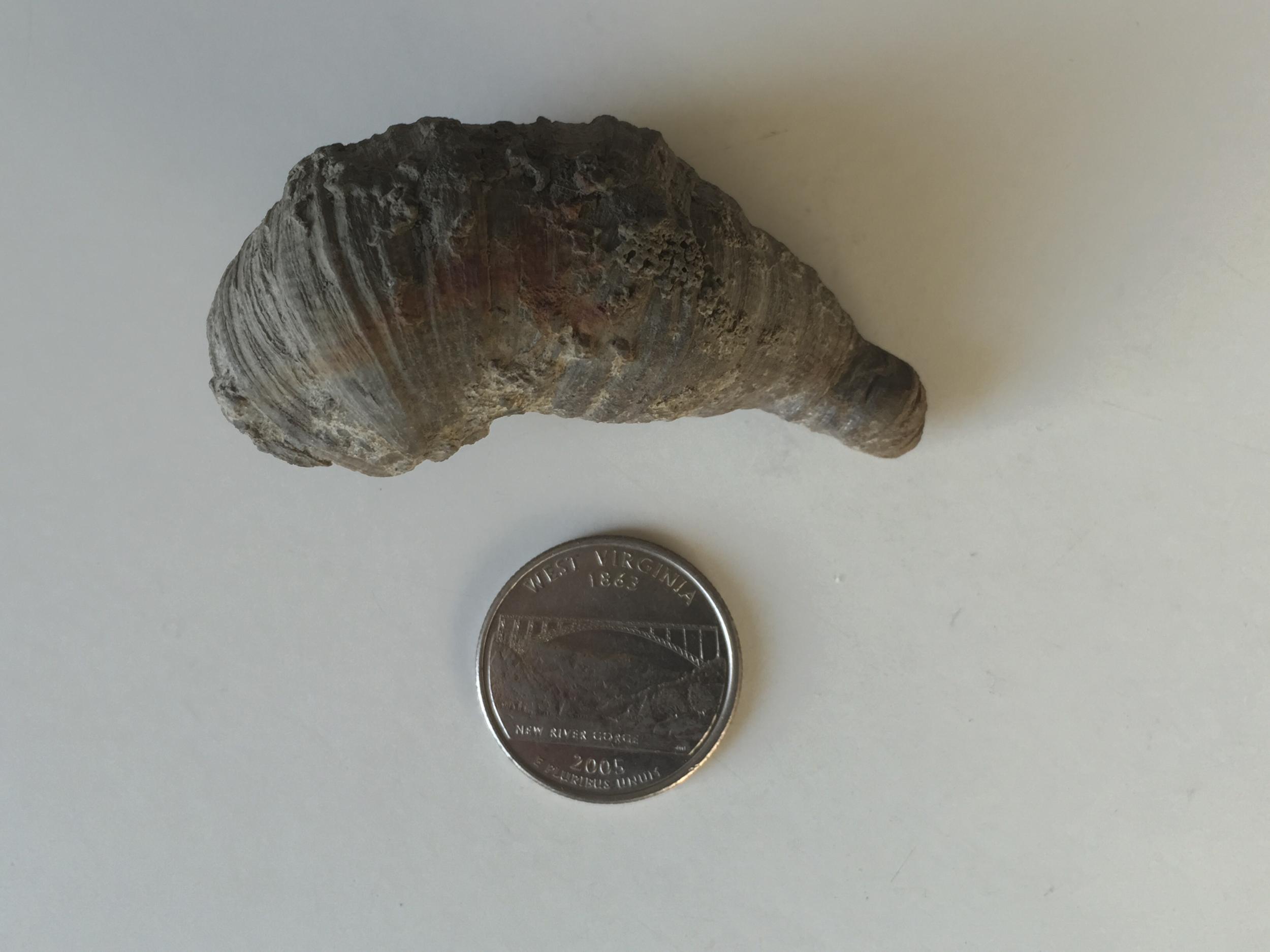 Antique store find, maybe a slug or poop - Fossil ID - The Fossil Forum
