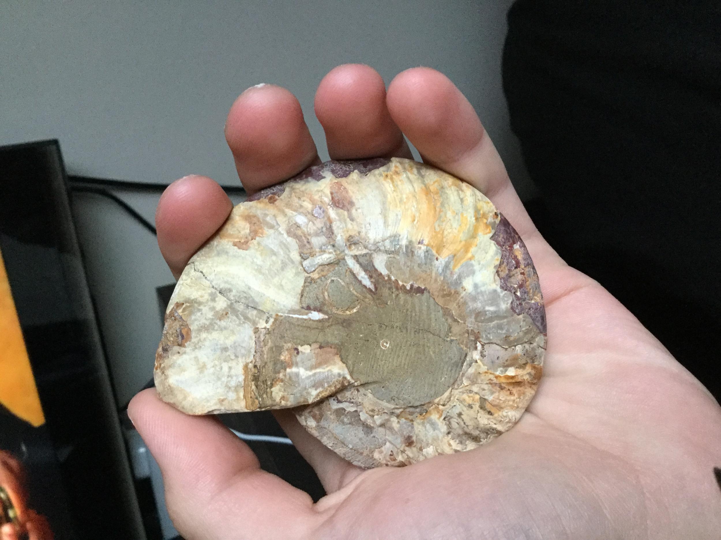 Is this fossil real? - Is It Real? How to Recognize Fossil Fabrications ...