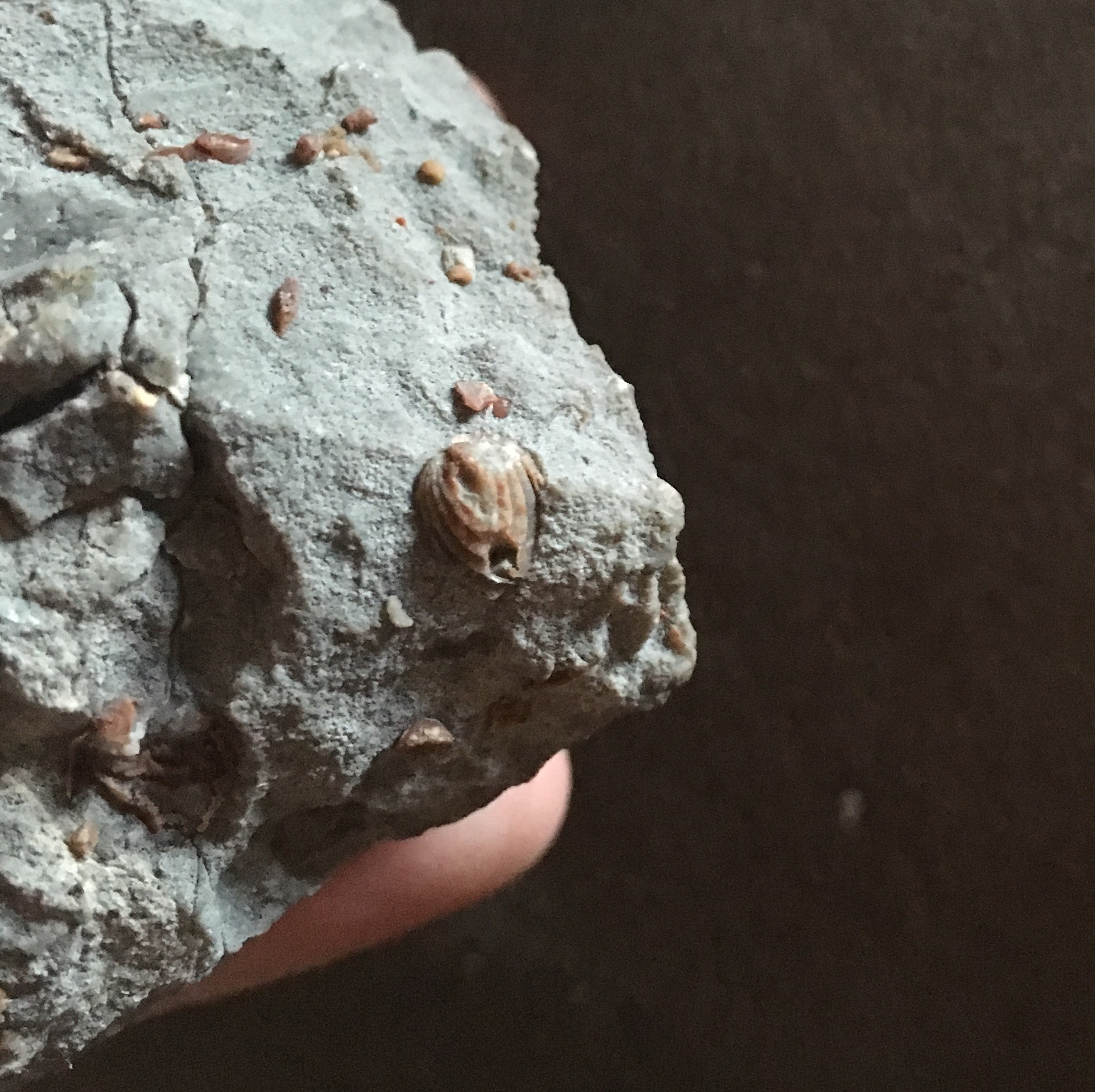 Crayfish fossil? - Fossil ID - The Fossil Forum