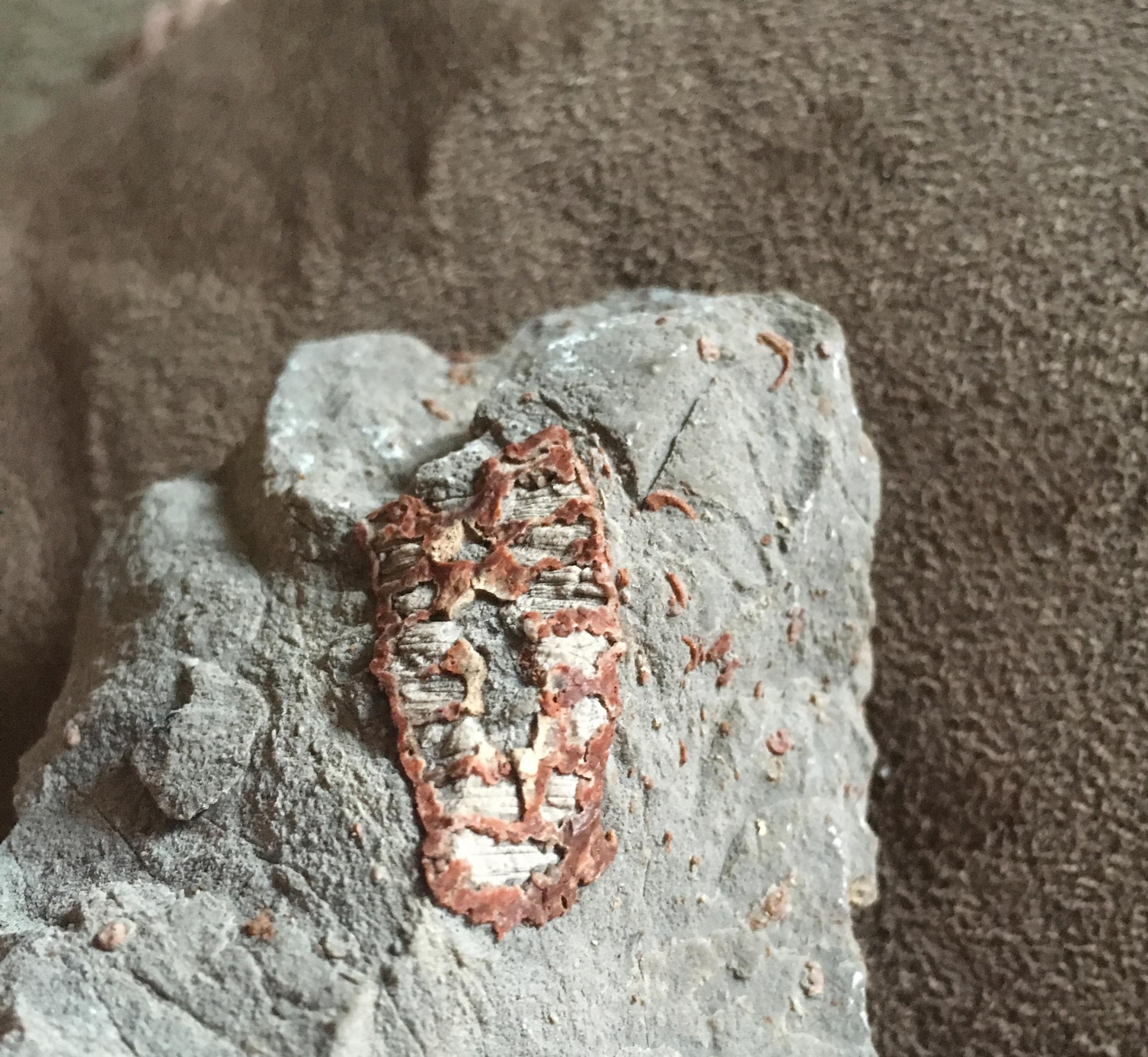 Crayfish fossil? - Fossil ID - The Fossil Forum