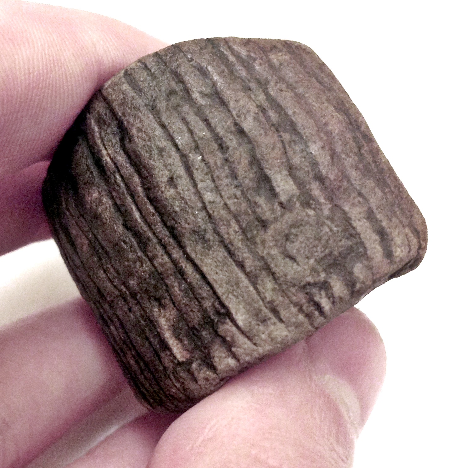 Calamites - Fossil Hunting Trips - The Fossil Forum