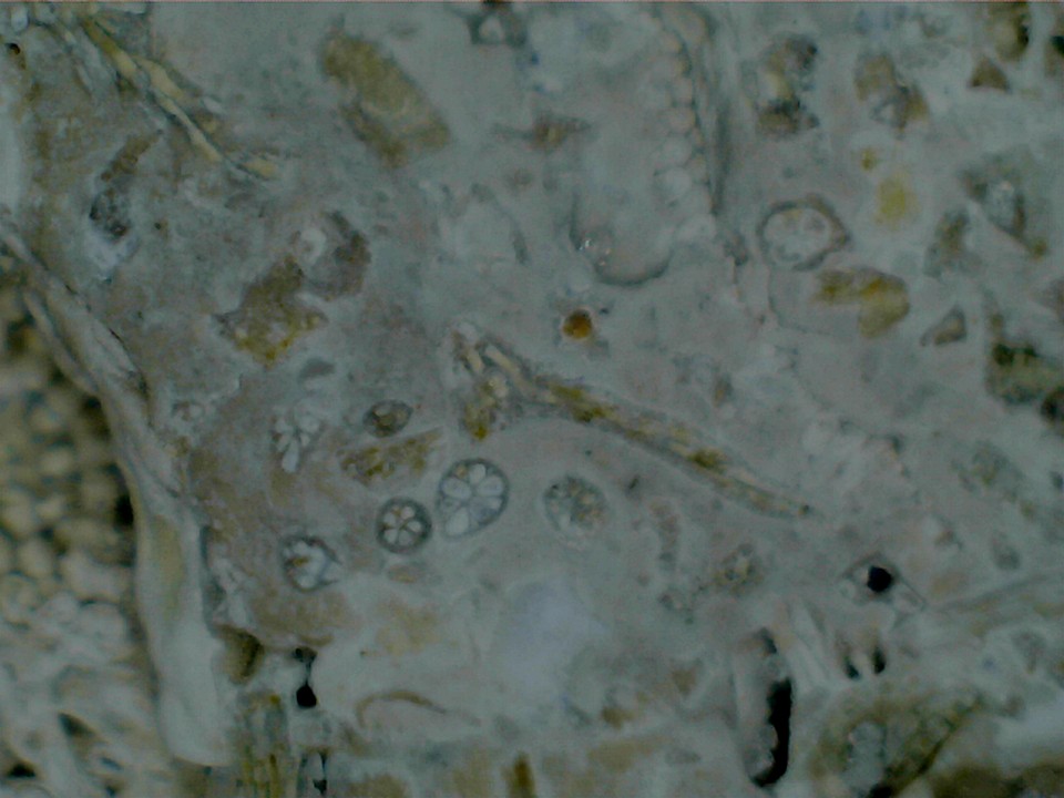 Micro limestone fossil id help - Fossil ID - The Fossil Forum