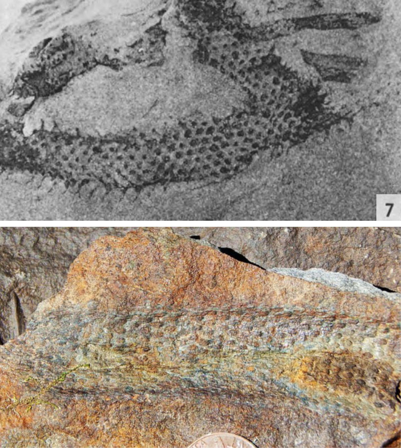 Bryozoa or Plant? - Fossil ID - The Fossil Forum