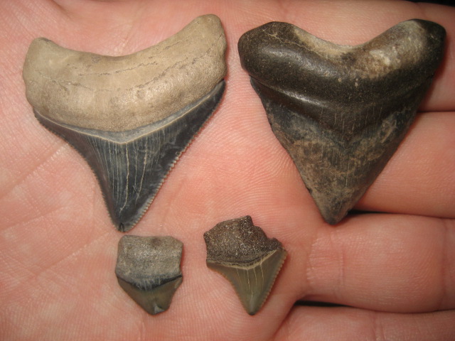 My Juvenile Meg Tooth - Member Collections - The Fossil Forum