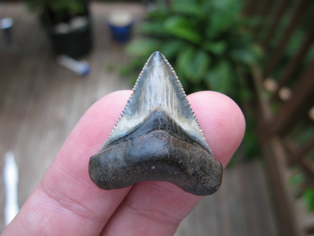 My Juvenile Meg Tooth - Member Collections - The Fossil Forum