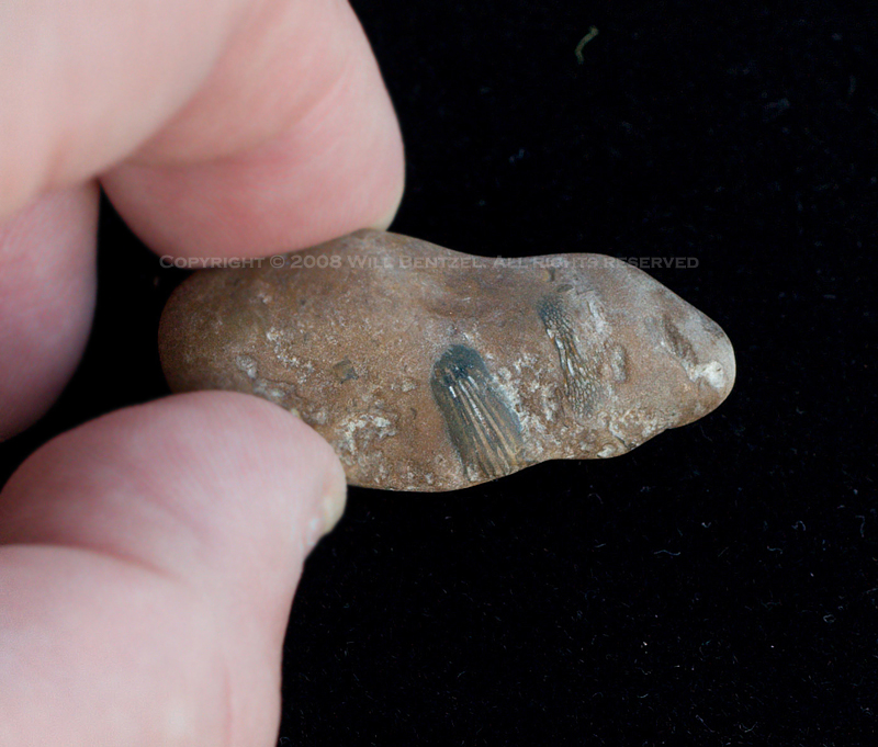 Need Help Id'ing Possible Fossils - Fossil ID - The Fossil Forum