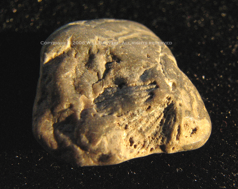 Need Help Id'ing Possible Fossils - Fossil ID - The Fossil Forum