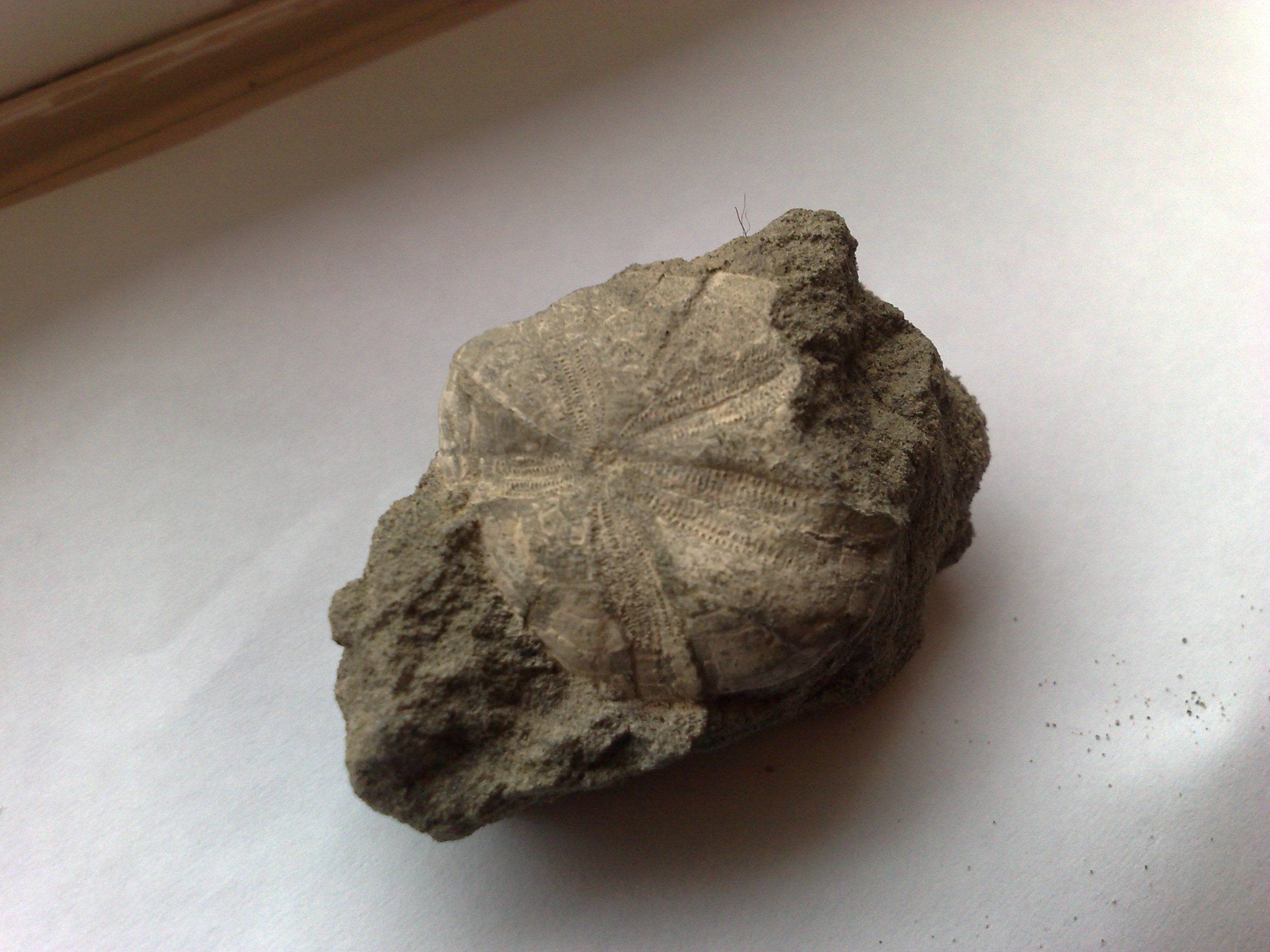 Fossil Id - Fossil ID - The Fossil Forum