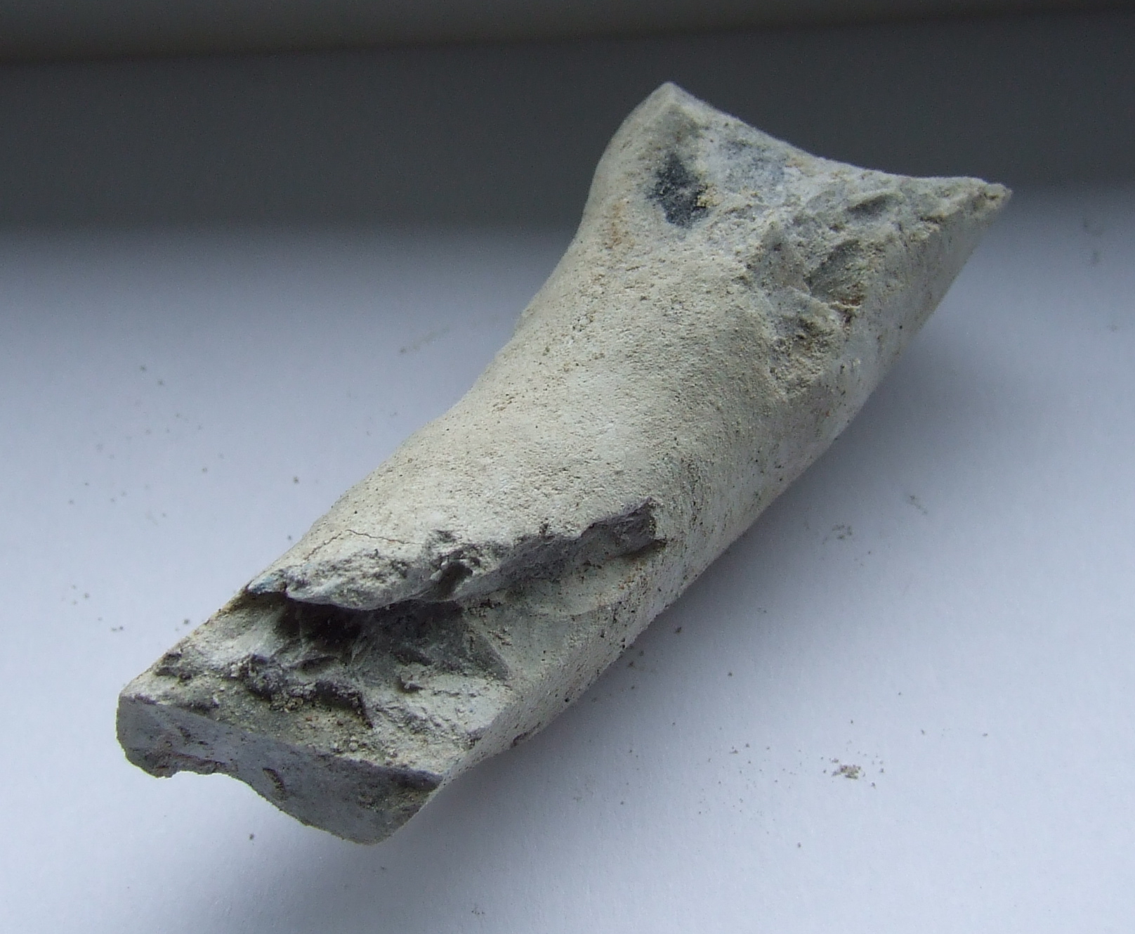 Bone? - Questions & Answers - The Fossil Forum