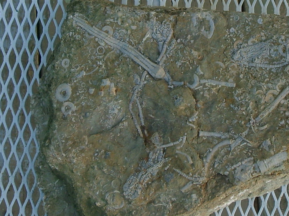 Help With Identification - Fossil ID - The Fossil Forum