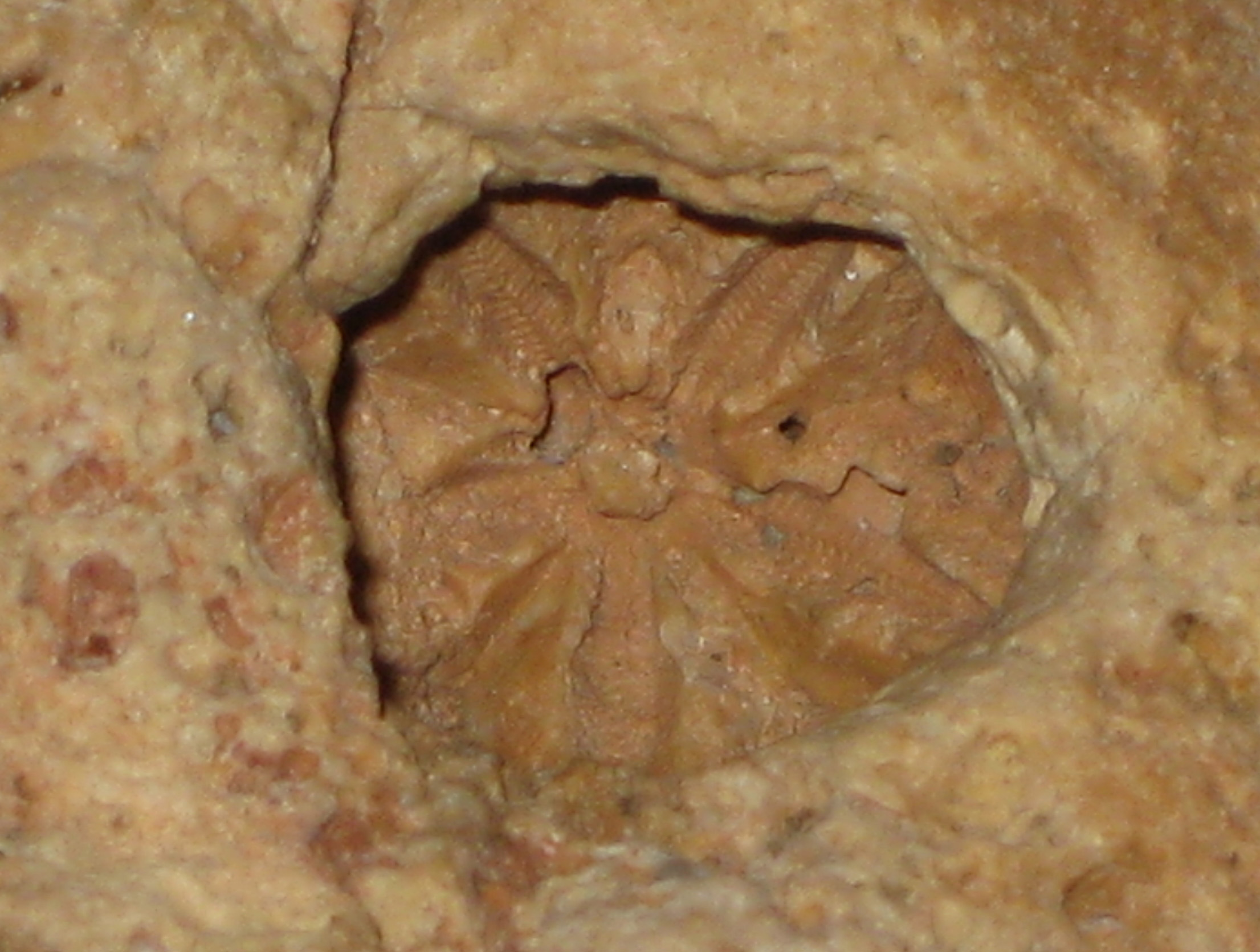 Blastoid? - Fossil ID - The Fossil Forum