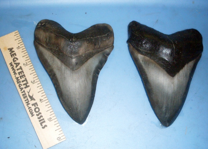 Some New Meg Teeth - Fossil Hunting Trips - The Fossil Forum