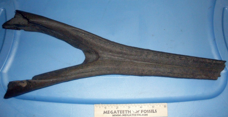 21" Jaw Bone (alligator Gar?) - Fossil Hunting Trips - The Fossil Forum