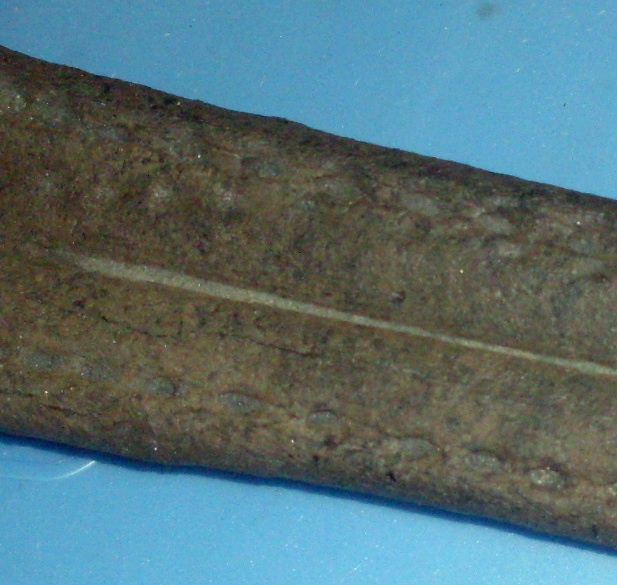 21" Jaw Bone (alligator Gar?) - Fossil Hunting Trips - The Fossil Forum