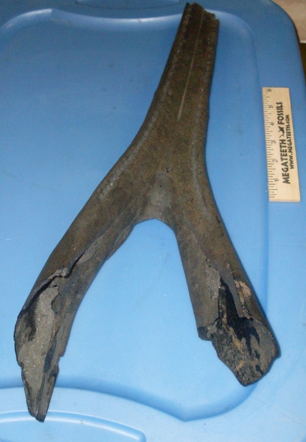 21" Jaw Bone (alligator Gar?) - Fossil Hunting Trips - The Fossil Forum