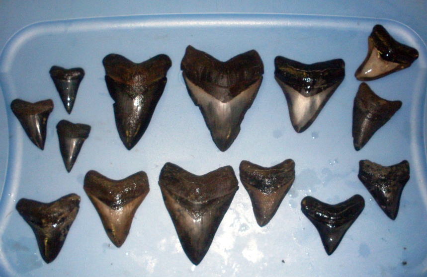 21" Jaw Bone (alligator Gar?) - Fossil Hunting Trips - The Fossil Forum