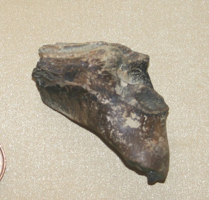 Are These Part Of The Same Jaw? - Fossil ID - The Fossil Forum