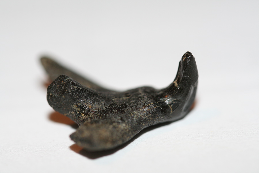 Cephalic Clasper? - Fossil ID - The Fossil Forum