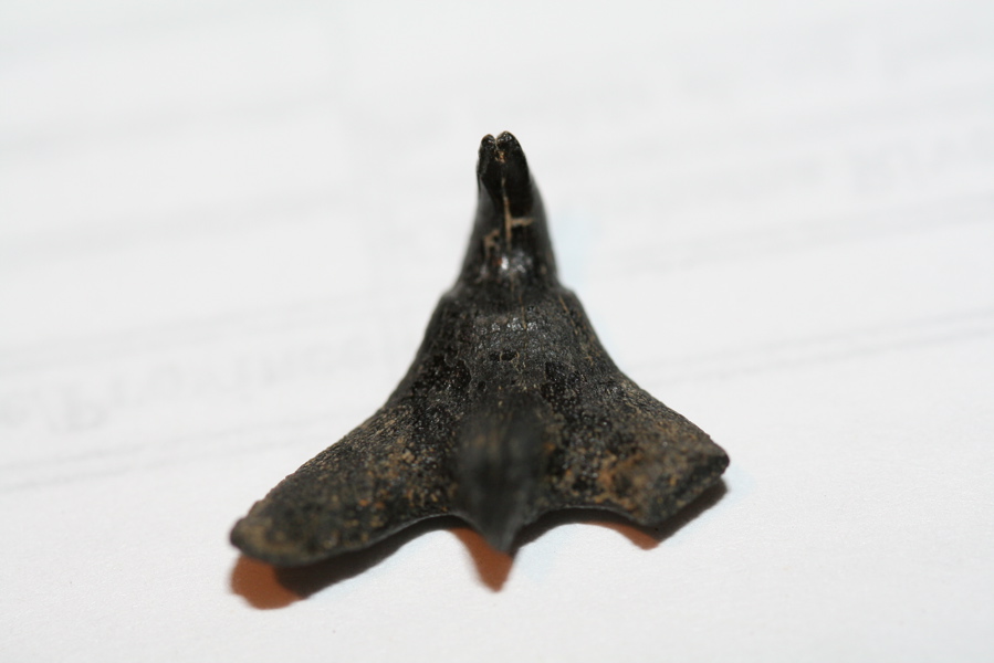 Cephalic Clasper? - Fossil ID - The Fossil Forum