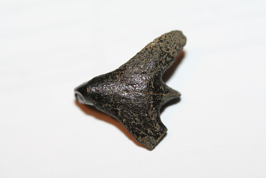 Cephalic Clasper? - Fossil ID - The Fossil Forum