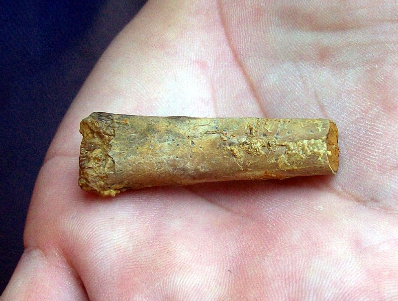 Mystery Bone - Fossil ID - The Fossil Forum