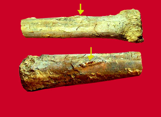 Mystery Bone - Fossil ID - The Fossil Forum