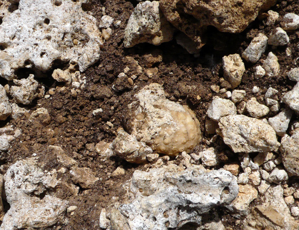 Vulcan Field Trip - Echinoids Bonanza - Fossil Hunting Trips - The ...