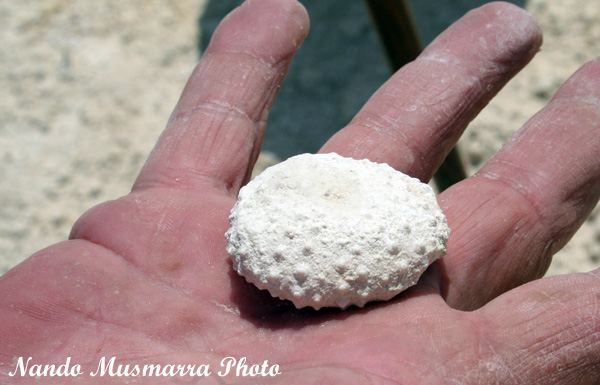 Vulcan Field Trip - Echinoids Bonanza - Fossil Hunting Trips - The ...