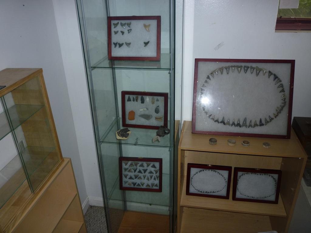 Fossil Room - Member Collections - The Fossil Forum
