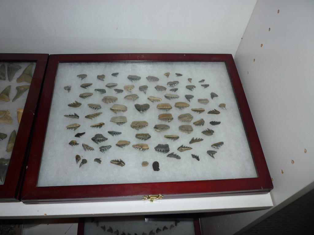 Fossil Room - Member Collections - The Fossil Forum