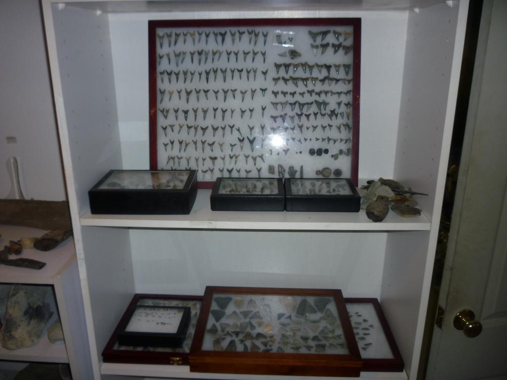 Fossil Room - Member Collections - The Fossil Forum