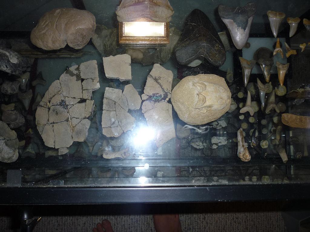 Fossil Room - Member Collections - The Fossil Forum