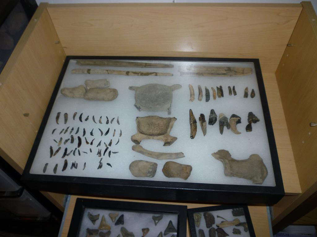 Fossil Room - Member Collections - The Fossil Forum